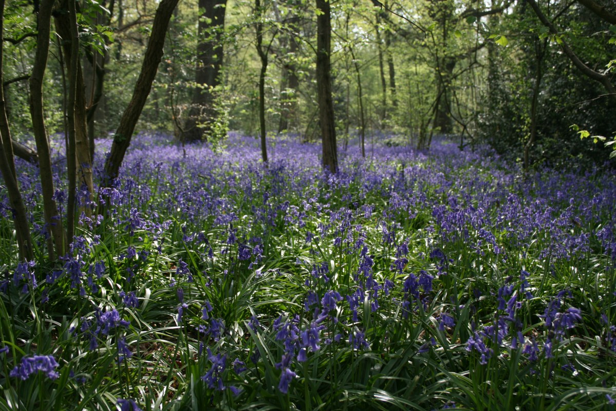 Chairman’s report May 2024 – Sanderstead Residents' Association